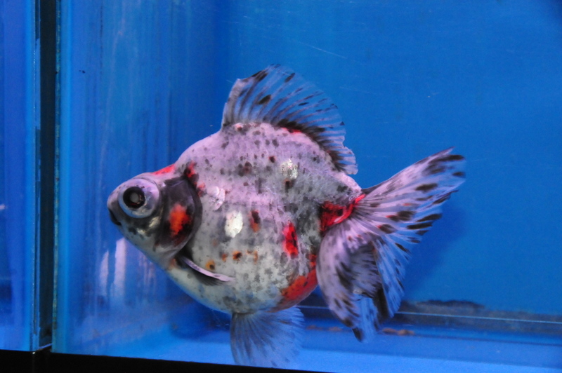 Demekin Goldfish