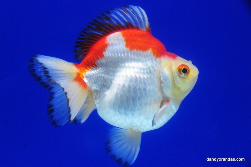 Red/White Short-Tail Ryukin » DandyOrandas.com