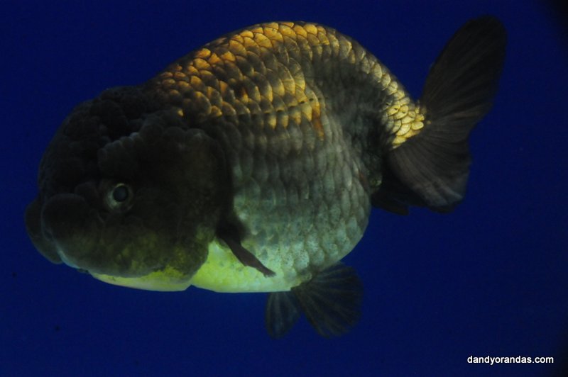 Bronze Ranchu » DandyOrandas.com