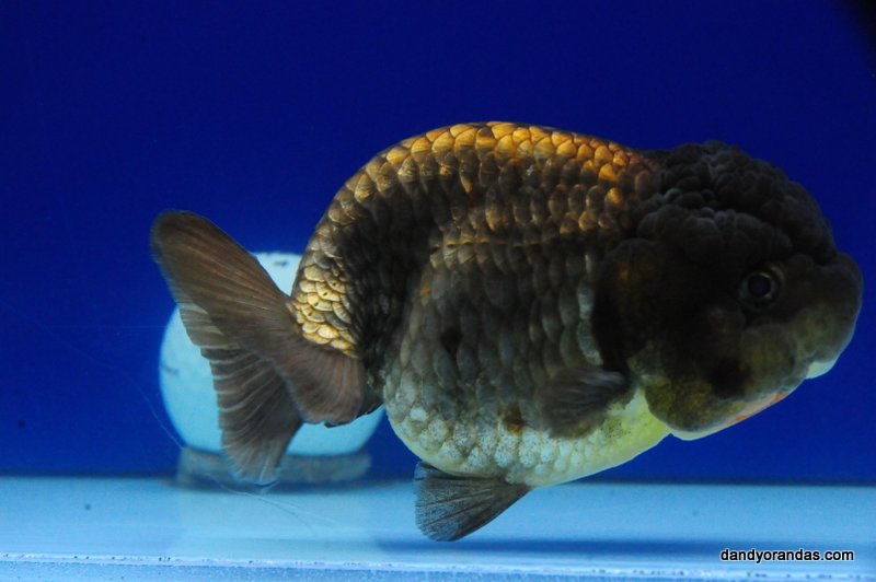 Bronze Ranchu » DandyOrandas.com