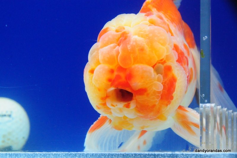 Sakura Oranda » DandyOrandas.com