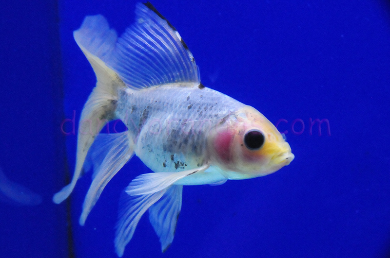 Blue Shubunkin Goldfish