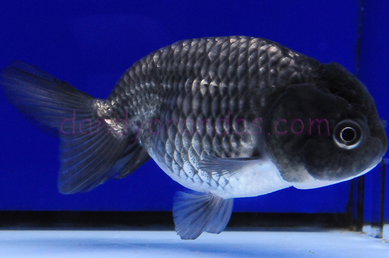 Blue fish : r/Goldfish
