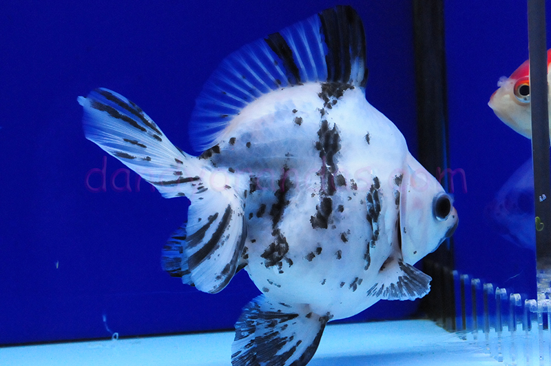 Marble Short-Tail Ryukin » DandyOrandas.com