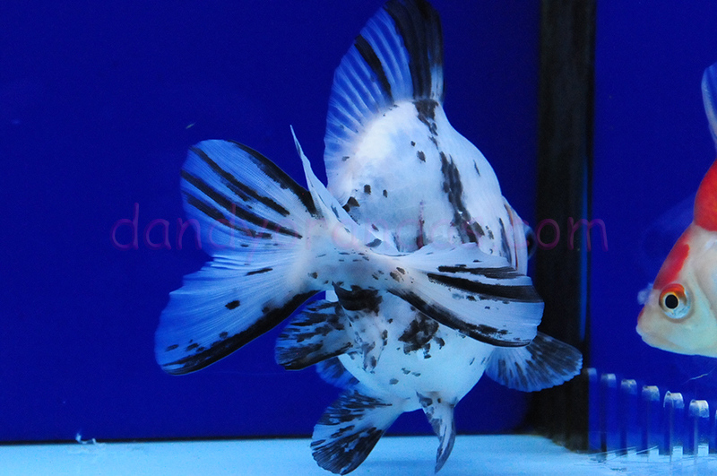 Marble Short-Tail Ryukin » DandyOrandas.com