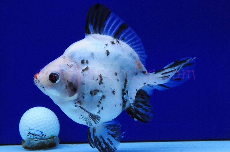 Marble Short-Tail Ryukin » DandyOrandas.com