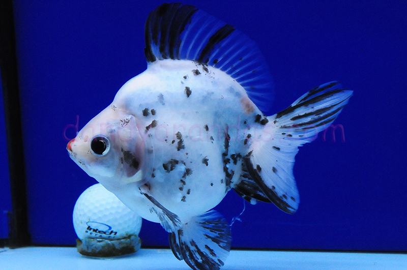 Marble Short-Tail Ryukin » DandyOrandas.com