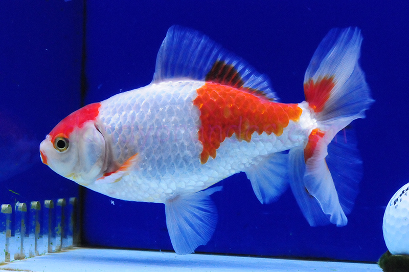 Jikin Goldfish