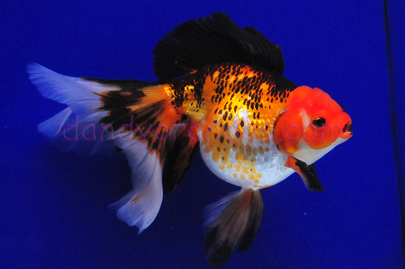 Tri-Color Broadtail Ryukin/Oranda Cross » DandyOrandas.com