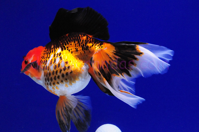 Tri-Color Broadtail Ryukin/Oranda Cross » DandyOrandas.com