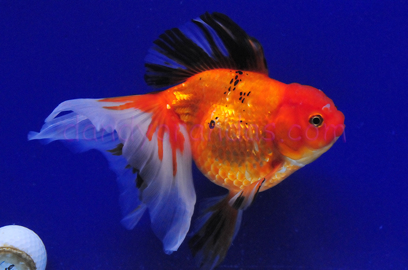 Red/Black Broadtail Ryukin/Oranda Cross » DandyOrandas.com