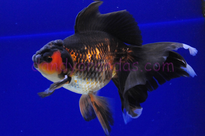Red/Black Broadtail Ryukin/Oranda Cross » DandyOrandas.com