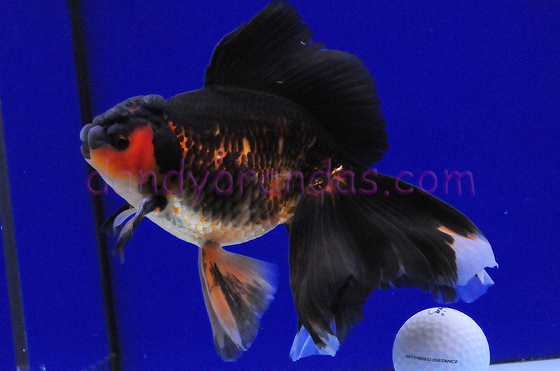 Red/Black Broadtail Ryukin/Oranda Cross » DandyOrandas.com