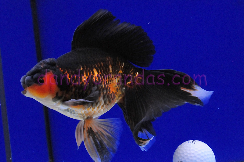 Red/Black Broadtail Ryukin/Oranda Cross » DandyOrandas.com