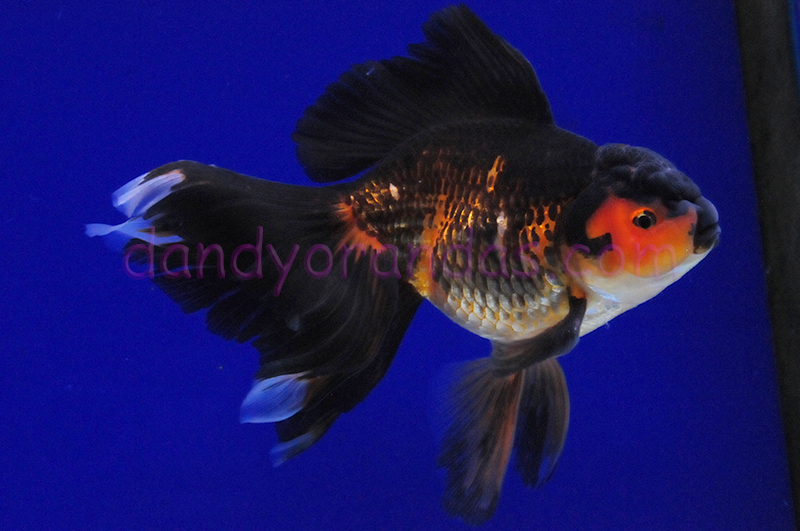 Red/Black Broadtail Ryukin/Oranda Cross » DandyOrandas.com