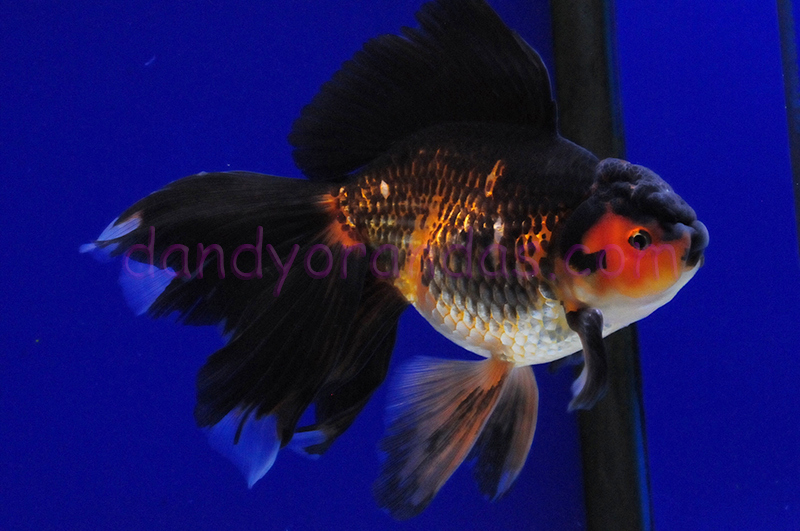 Red/Black Broadtail Ryukin/Oranda Cross » DandyOrandas.com