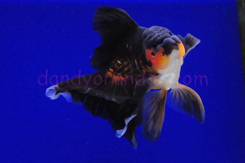 Red/Black Broadtail Ryukin/Oranda Cross » DandyOrandas.com