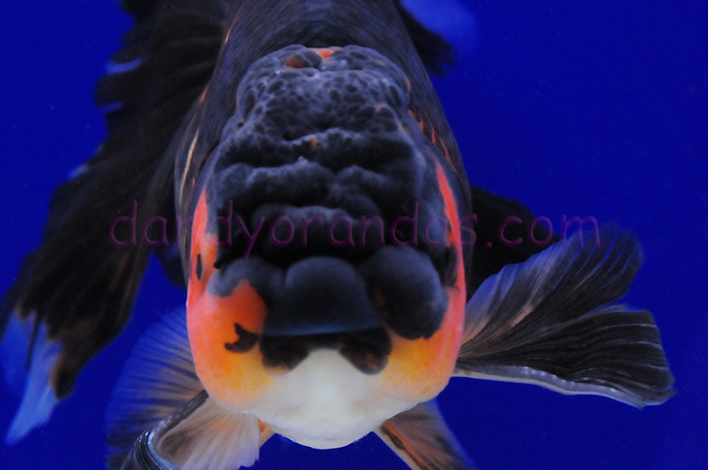 Red/Black Broadtail Ryukin/Oranda Cross » DandyOrandas.com