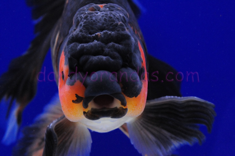 Red/Black Broadtail Ryukin/Oranda Cross » DandyOrandas.com
