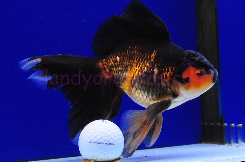 Red/Black Broadtail Ryukin/Oranda Cross » DandyOrandas.com