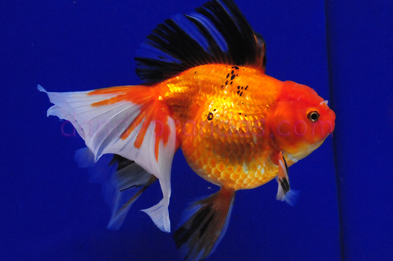 Red/Black Broadtail Ryukin/Oranda Cross » DandyOrandas.com