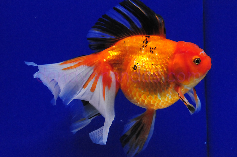 Red/Black Broadtail Ryukin/Oranda Cross » DandyOrandas.com