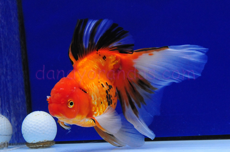 Red/Black Broadtail Ryukin/Oranda Cross » DandyOrandas.com