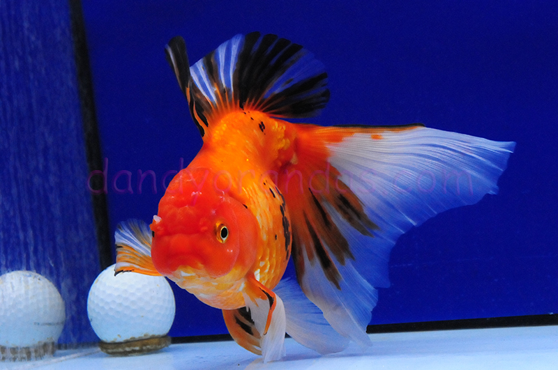 Red/Black Broadtail Ryukin/Oranda Cross » DandyOrandas.com