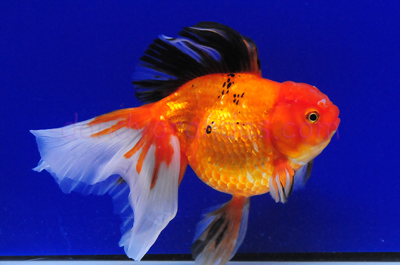 Red/Black Broadtail Ryukin/Oranda Cross » DandyOrandas.com