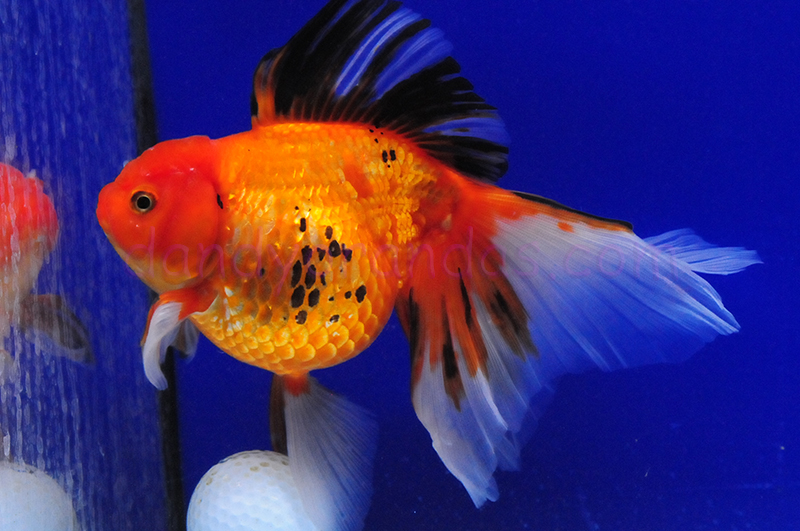 Red/Black Broadtail Ryukin/Oranda Cross » DandyOrandas.com