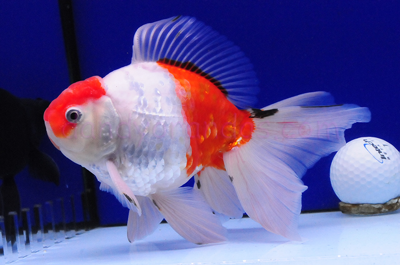 Sakura Ryukin/Oranda Broadtail Cross » DandyOrandas.com