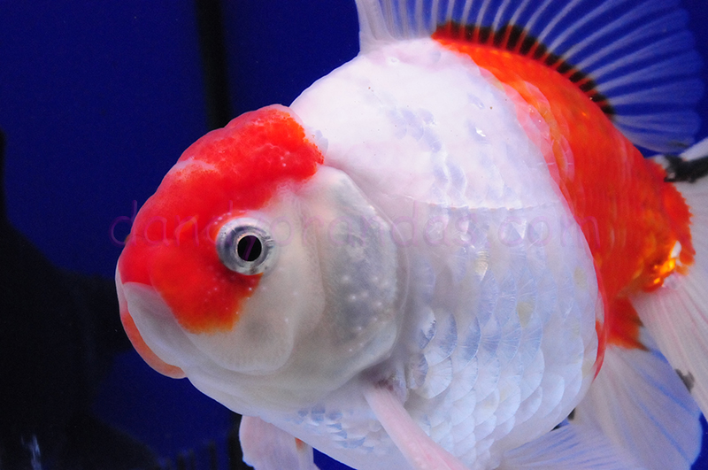 Sakura Ryukin/Oranda Broadtail Cross » DandyOrandas.com