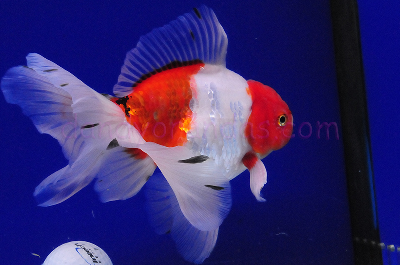 Sakura Ryukin/Oranda Broadtail Cross » DandyOrandas.com