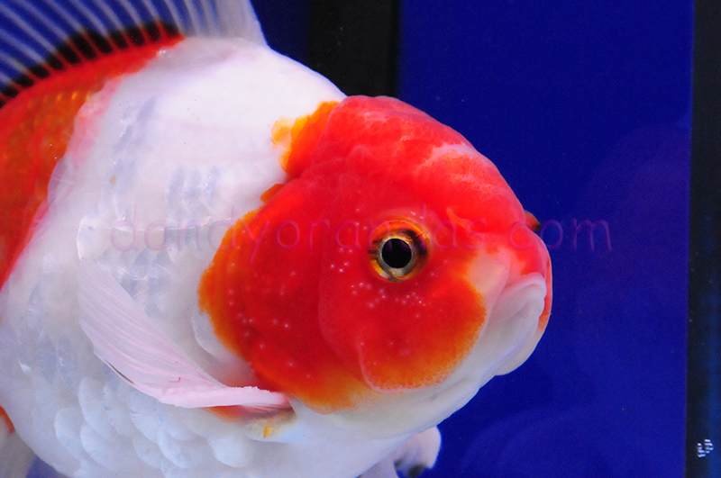 Sakura Ryukin/Oranda Broadtail Cross » DandyOrandas.com