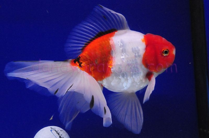 Sakura Ryukin/Oranda Broadtail Cross » DandyOrandas.com