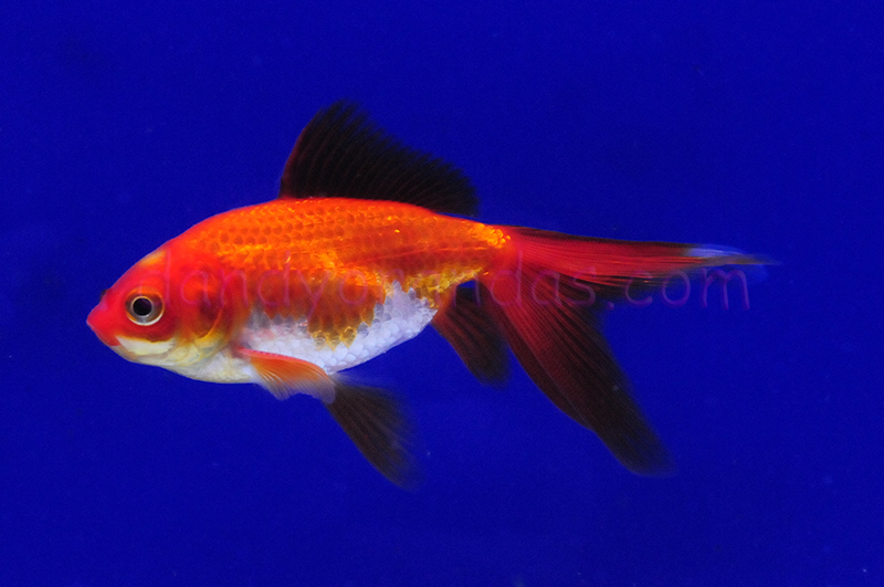 Watonai Goldfish