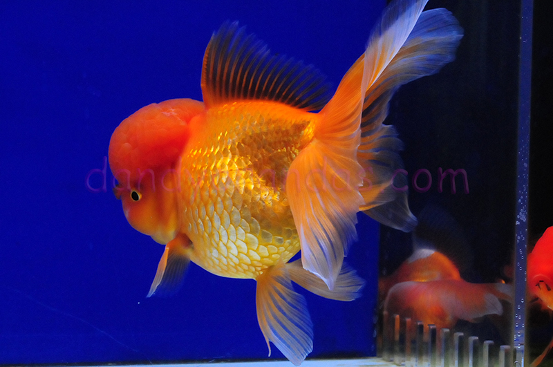 Big Red Oranda w/Bonus Bubble-chin » DandyOrandas.com