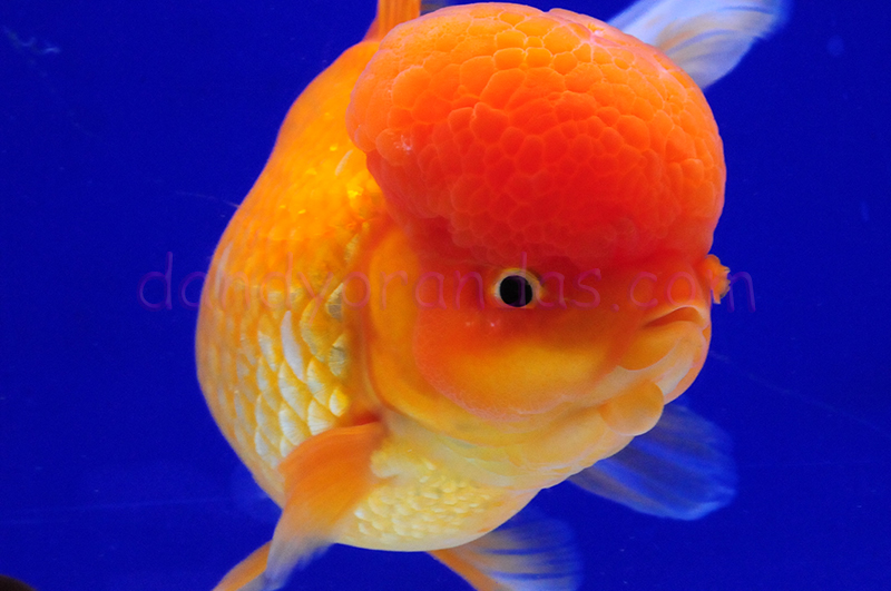 Big Red Oranda w/Bonus Bubble-chin » DandyOrandas.com