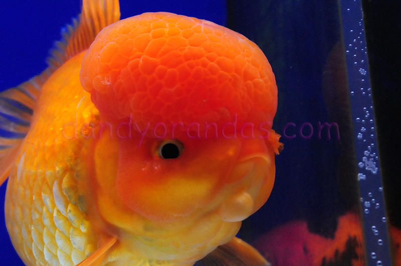 Big Red Oranda w/Bonus Bubble-chin » DandyOrandas.com