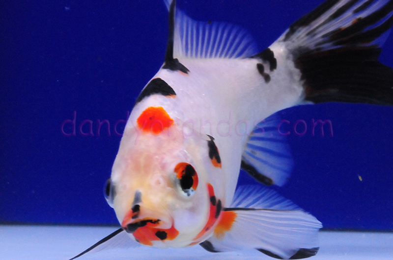 Tri-Color Hibuna » DandyOrandas.com