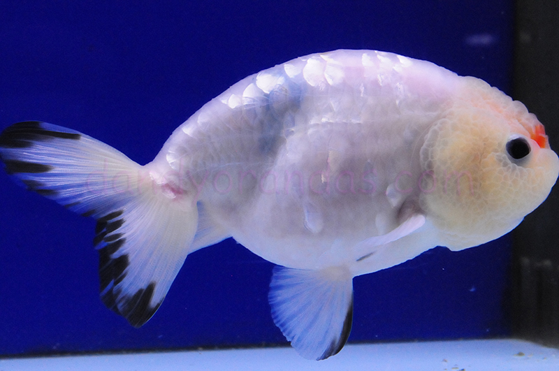 Tri-Color Nacreous Ranchu » DandyOrandas.com