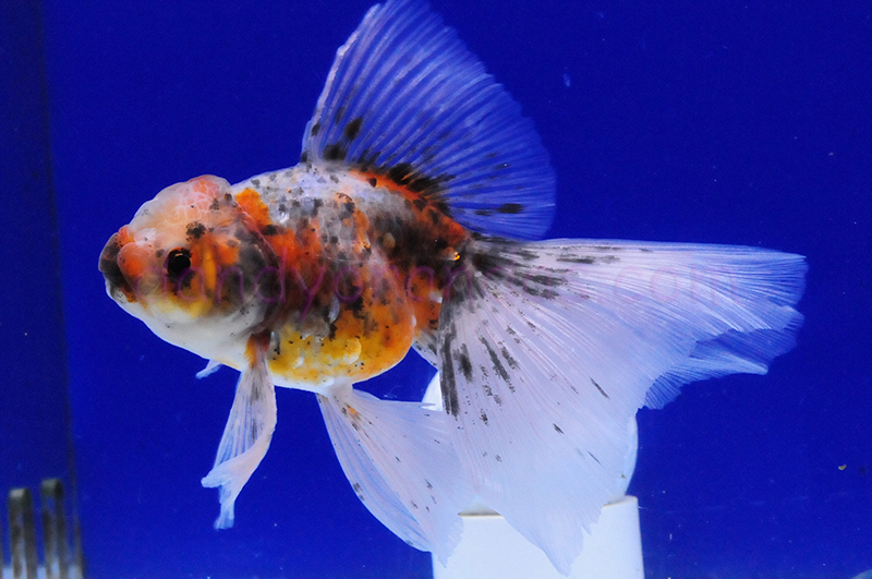 Kirin Veiltail Oranda » DandyOrandas.com
