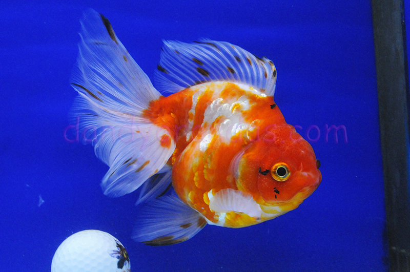 Sakura Broadtail Ryukin/Oranda Cross » DandyOrandas.com