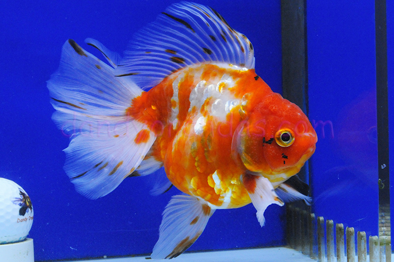 Sakura Broadtail Ryukin/Oranda Cross » DandyOrandas.com