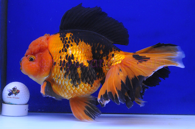 BIG Broadtail Black/Red Oranda » DandyOrandas.com
