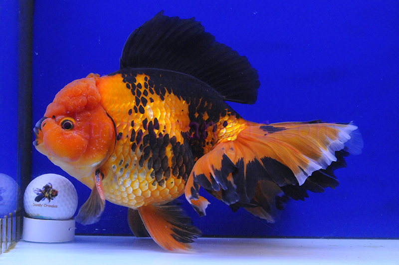 BIG Broadtail Black/Red Oranda » DandyOrandas.com