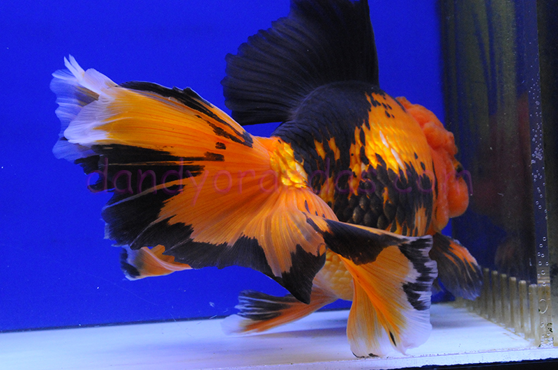 BIG Broadtail Black/Red Oranda » DandyOrandas.com