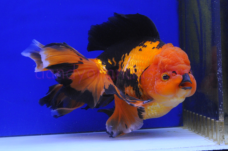 BIG Broadtail Black/Red Oranda » DandyOrandas.com