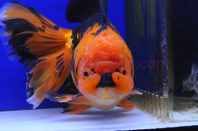 BIG Broadtail Black/Red Oranda » DandyOrandas.com