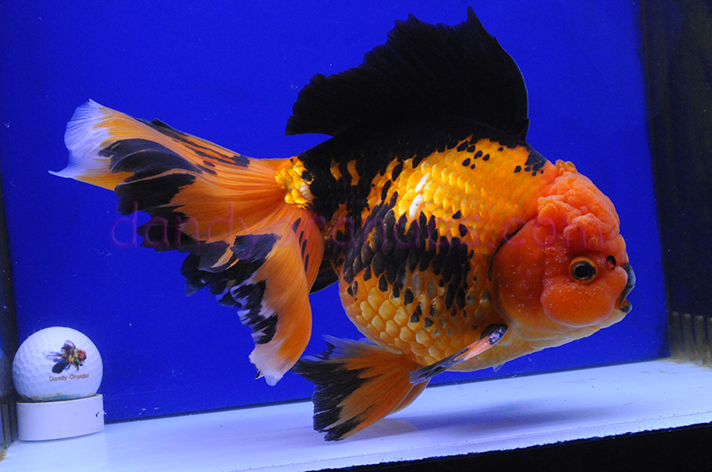 BIG Broadtail Black/Red Oranda » DandyOrandas.com